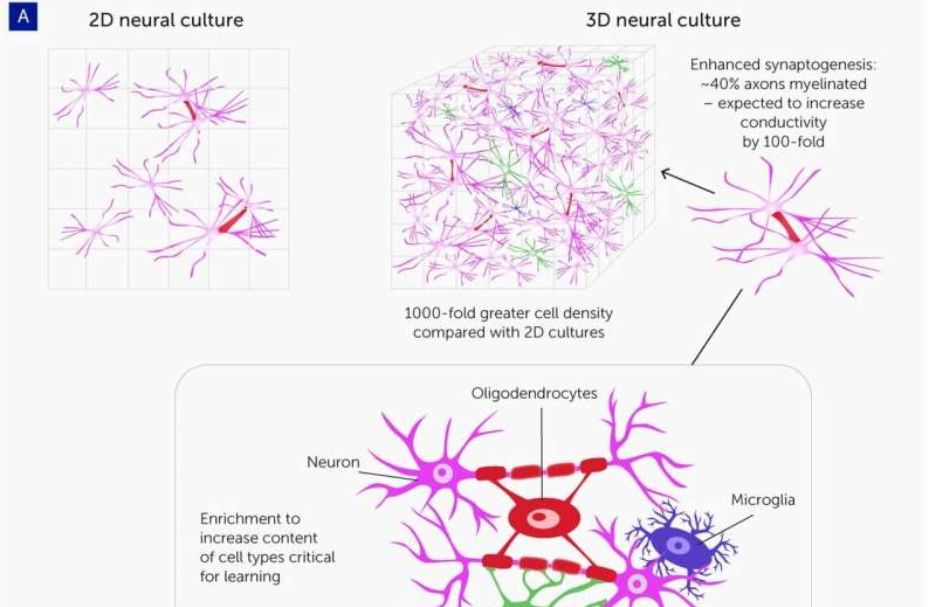 AI requires biology: computers powered by human brain cells