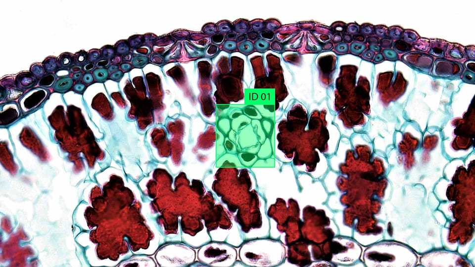 Microscopic Image Labeling: Identifying Cells | Labelvisor